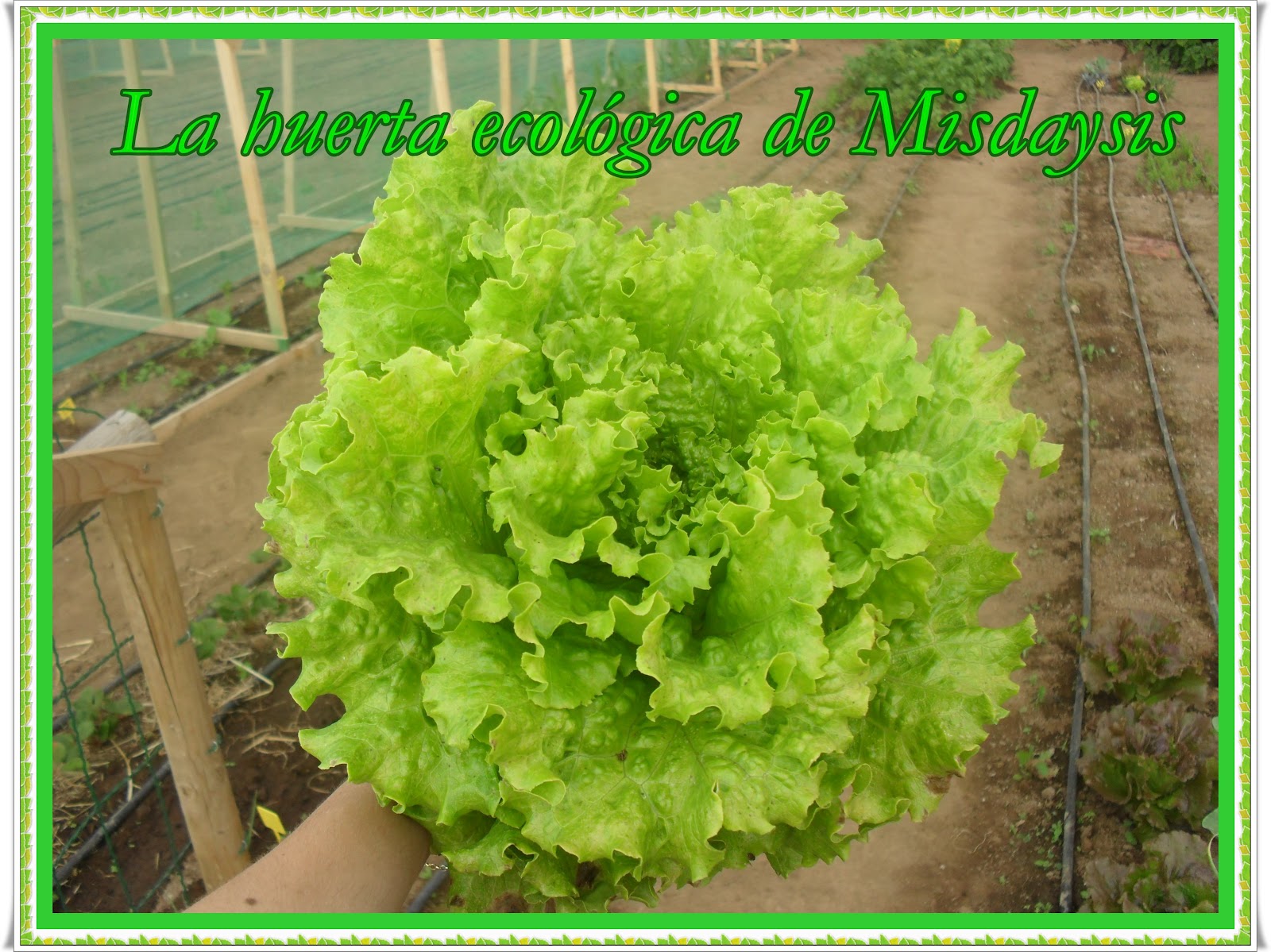 SembrandoBío Huerta ecológica: Lechuga batavia