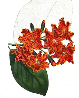 EL BLOG DE CARLOS SUAREZ....: Cordia sebestana L., Sp. Pl. 190 (1753), Fam.