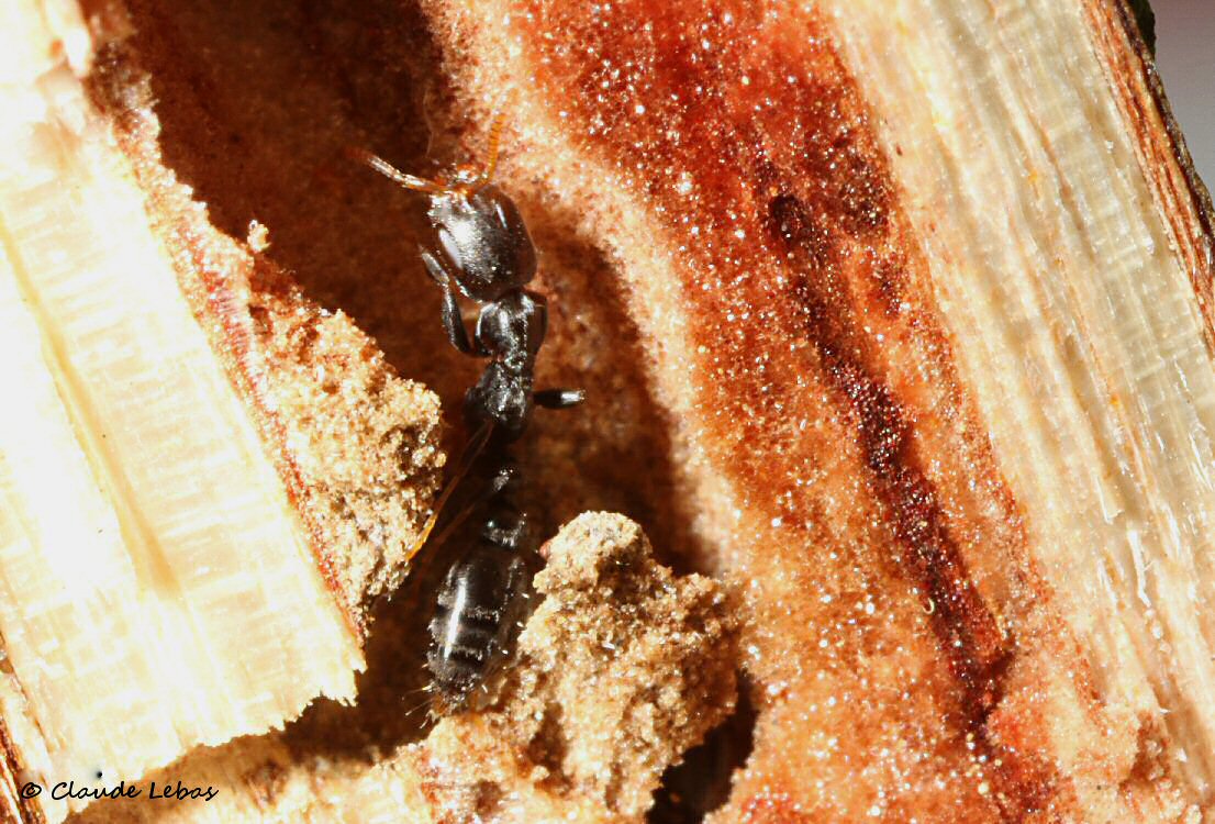 fourmis de Cuba- Hormigas de Cuba- Ants of Cuba: Pseudomyrmex cubaensis