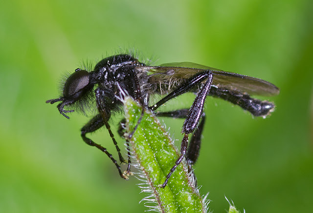 IJB's Wildlife Photo Blog: Cuckoo Bee & Fever Fly