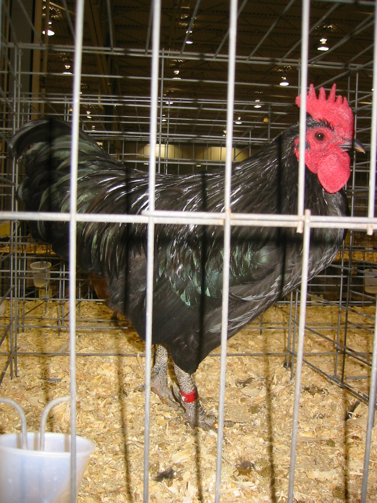 Java breeders: Java Winners from The Crossroads Show