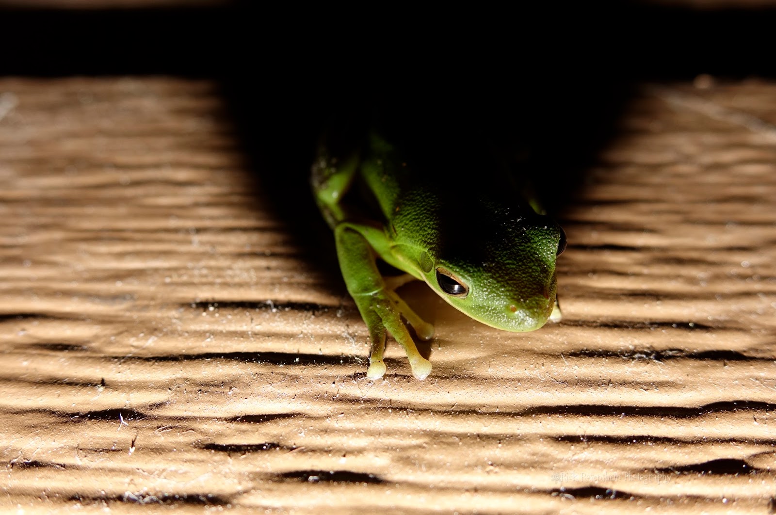 Life Through My Eyes: Yeah Baby!! It's Frog Photography Time!