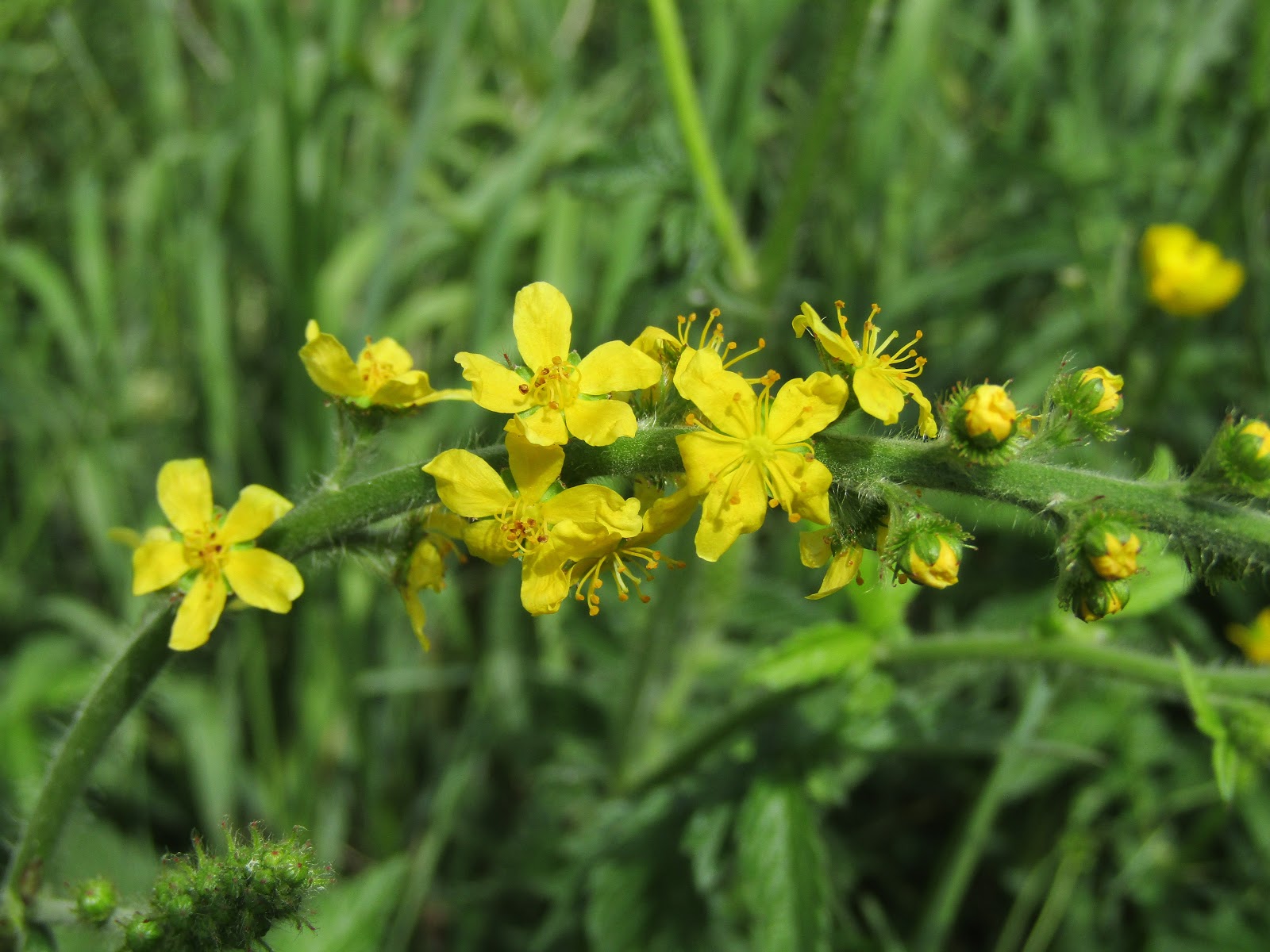 HERBAL PICNIC: AGRIMONY