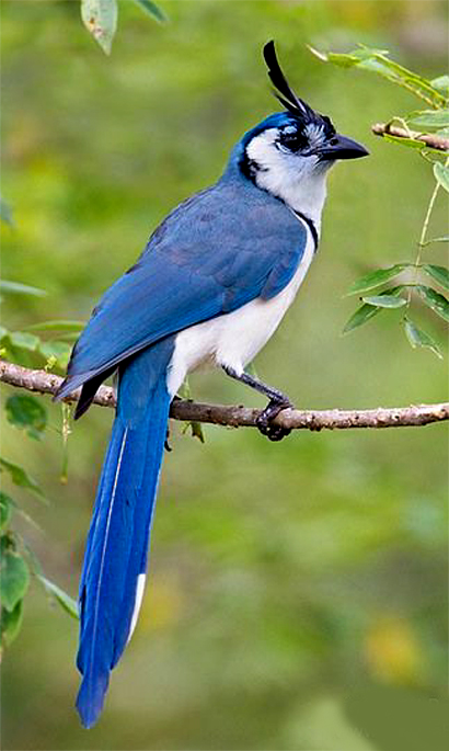Aves en El Salvador: AZULEJOS