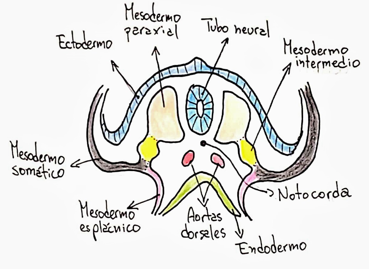 Morfofunción (Una Visión Integrada): Embriología: Períodos somítico y ...