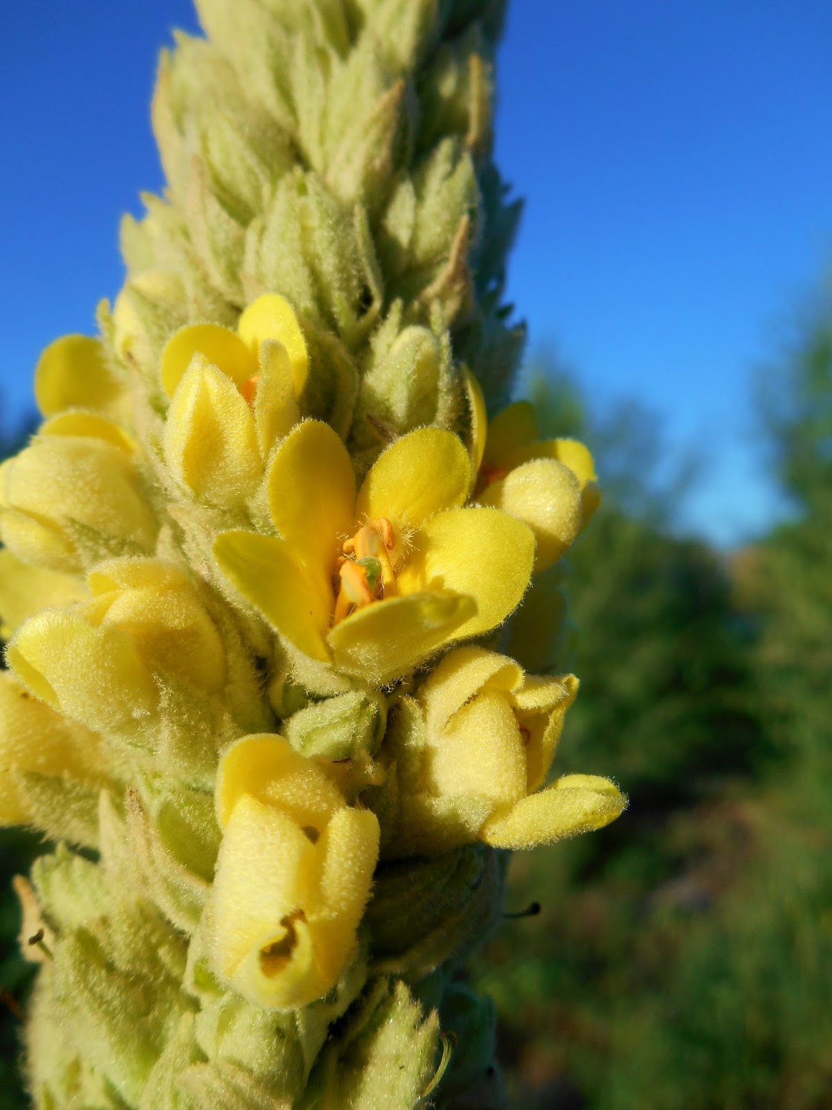 Cricket Song Farm: Mullein flower for earache
