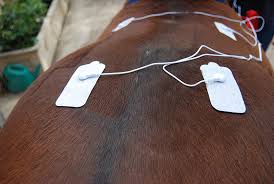 Horse Life and Love: All About ... TENS Therapy