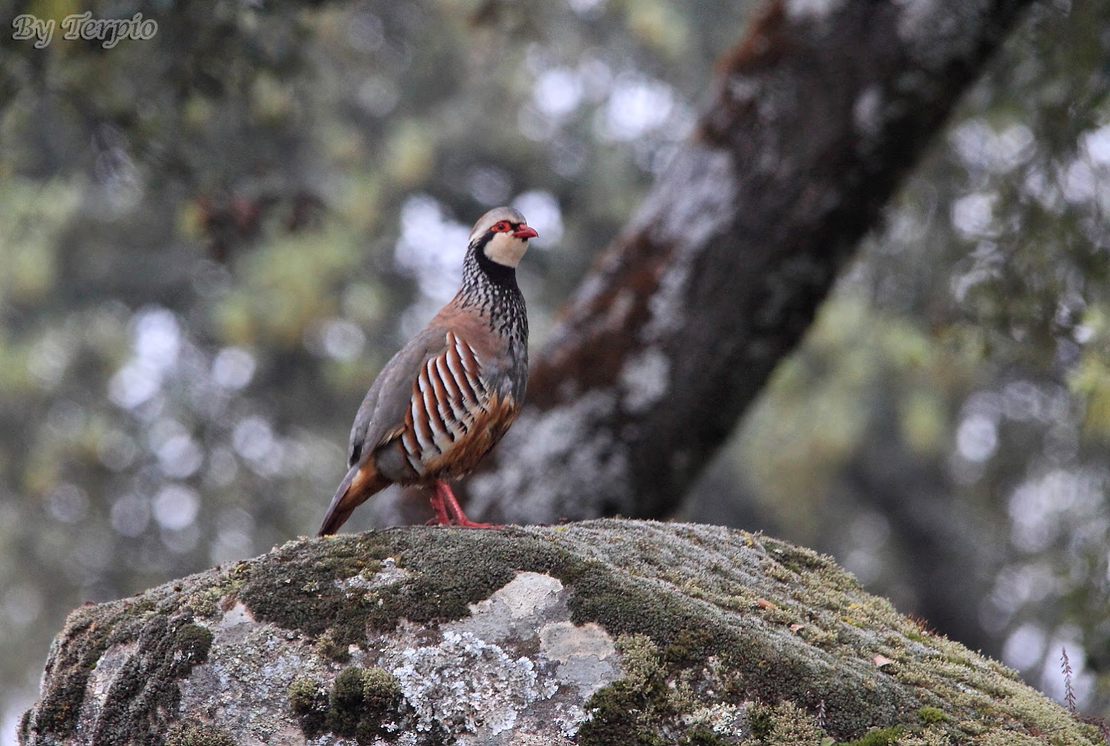 Viajes, Salidas, Naturaleza, (Fotografía).: Perdiz Roja (Alectoris Rufa).