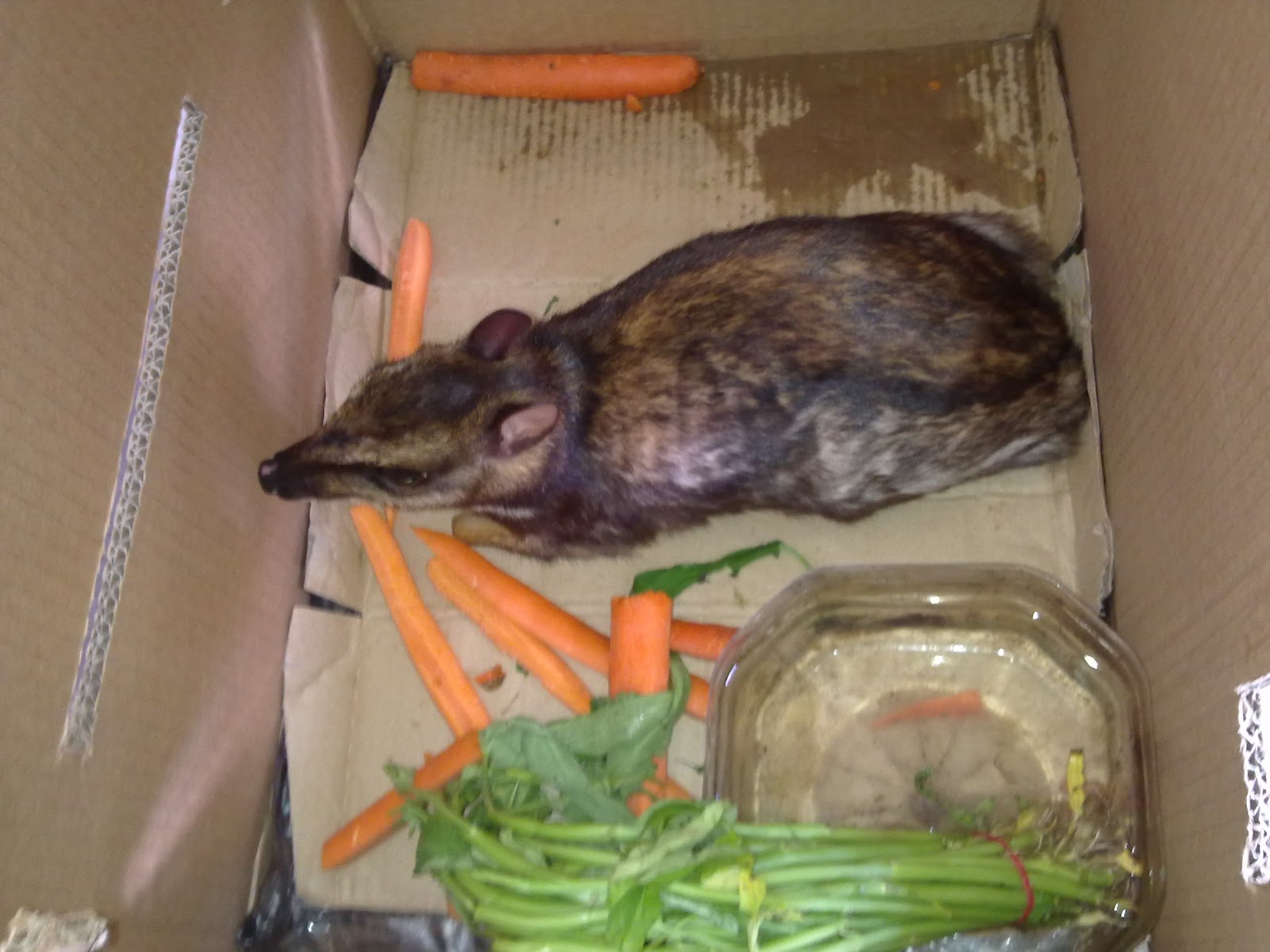 "ORANG KAMPUNG" LIFESTYLE: Pelanduk @ Napuh