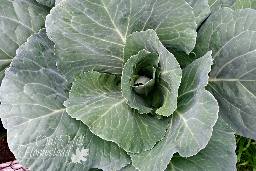 Tips on Growing Cabbage in Raised Beds - Oak Hill Homestead