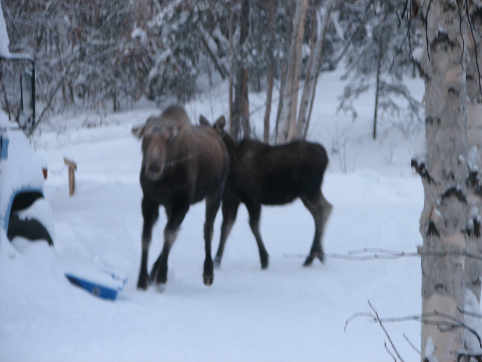 A Family is an Adventure: Charging Moose!