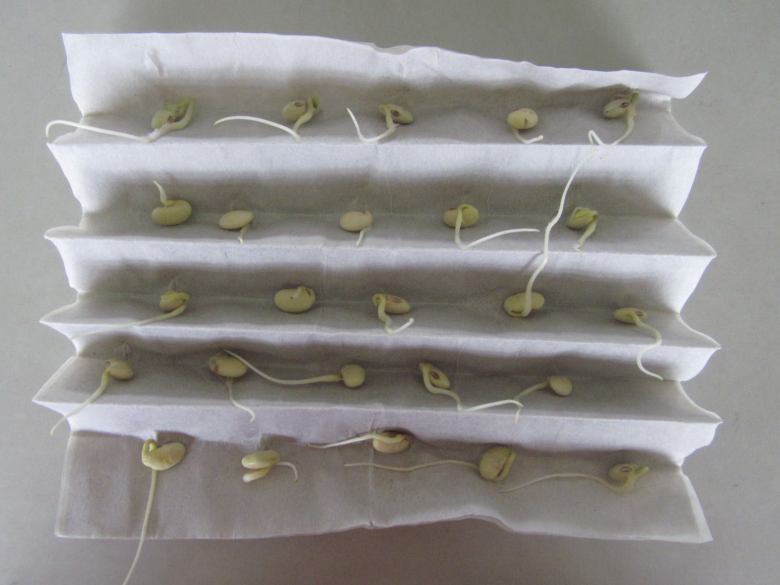 Pengujian Viabilitas Benih Tanaman Pangan dan Hortikultura pada ...