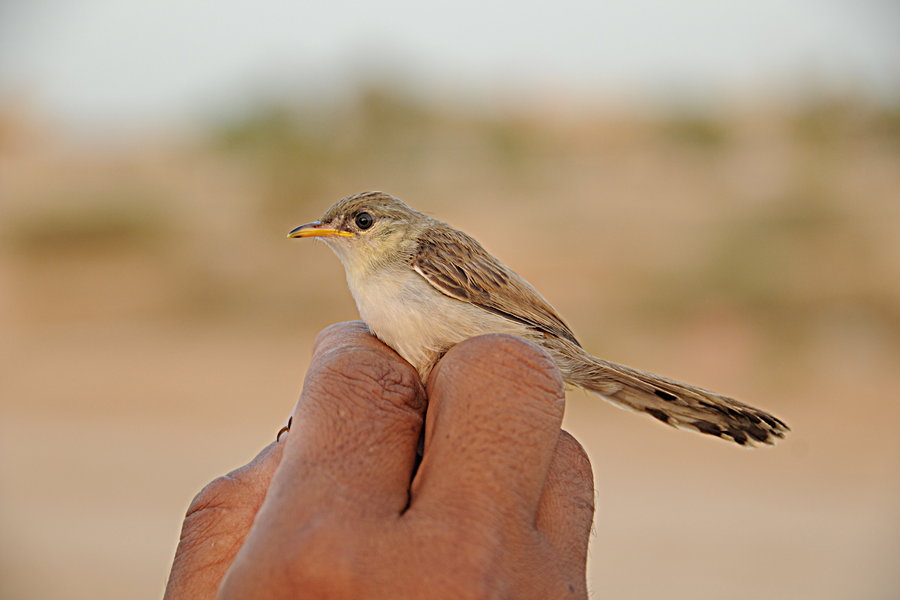 Birds of Saudi Arabia: Juvenile Graceful Prinia – Alba Marsh (Bahrain)