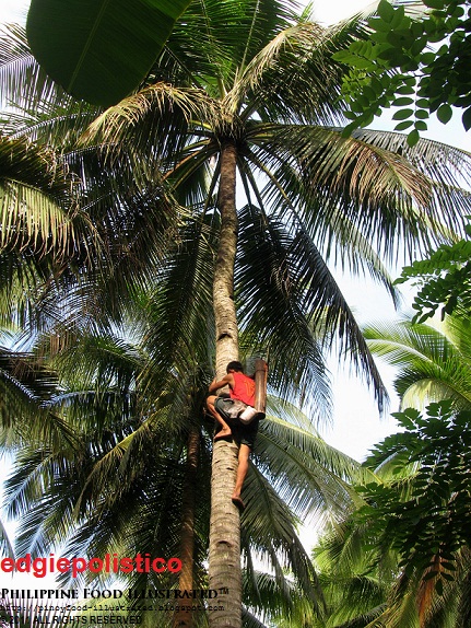 Philippine Food Illustrated: tuba (red coconut wine)
