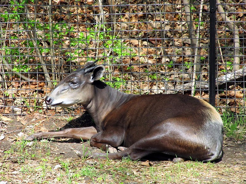 Yellow-backed Duiker