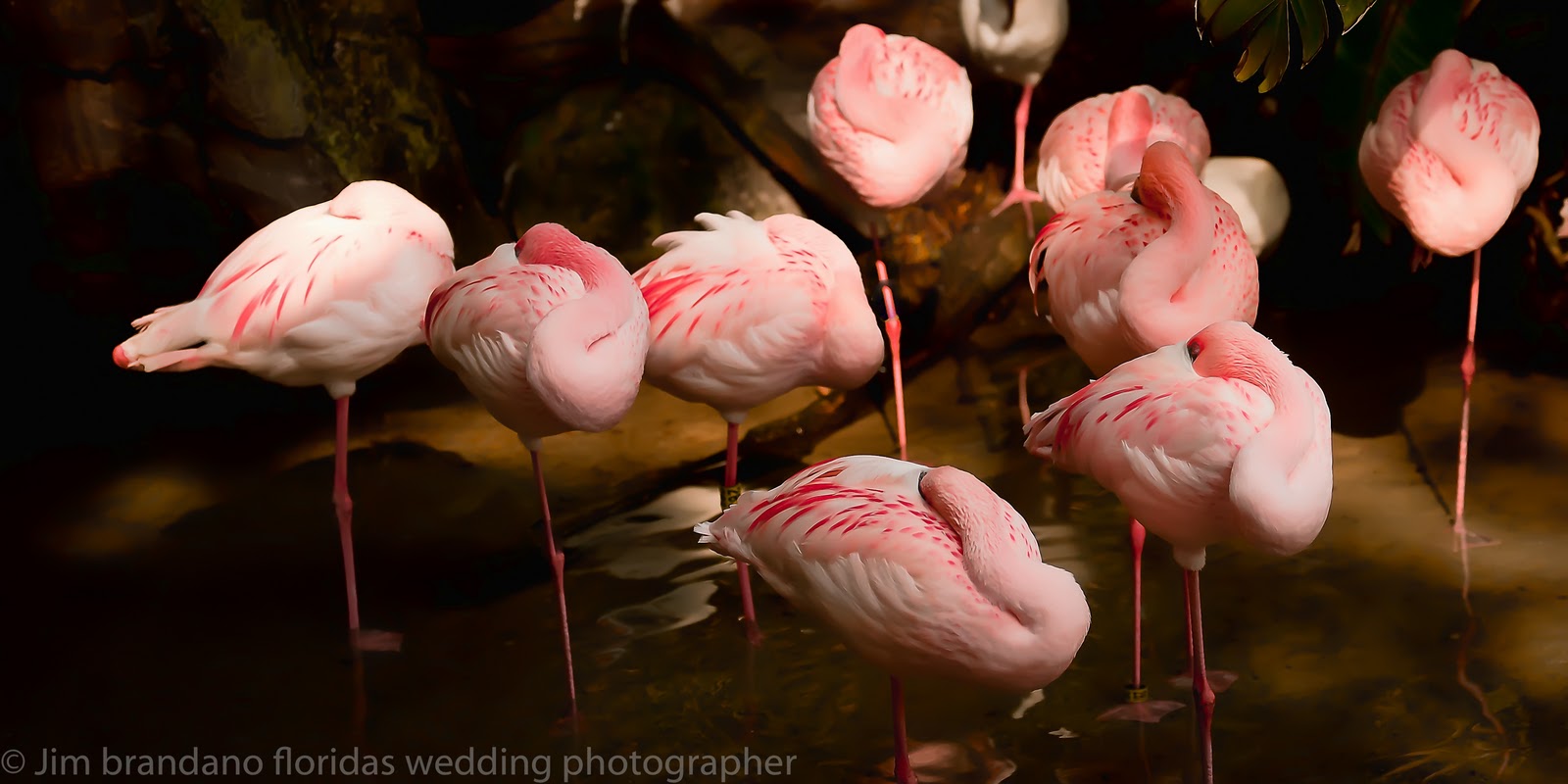 JP BRANDANO: FLORIDA'S FINE ART PHOTOGRAPHERS: DID YOU EVER HAVE TO ...