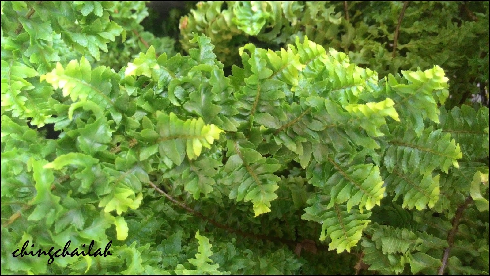 Simple Living In Nancy: GROWING FLUFFY RUFFLE FERN IN MY GARDEN.
