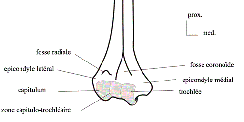2) les processus latéraux : ce sont deux apophyses latéraux non