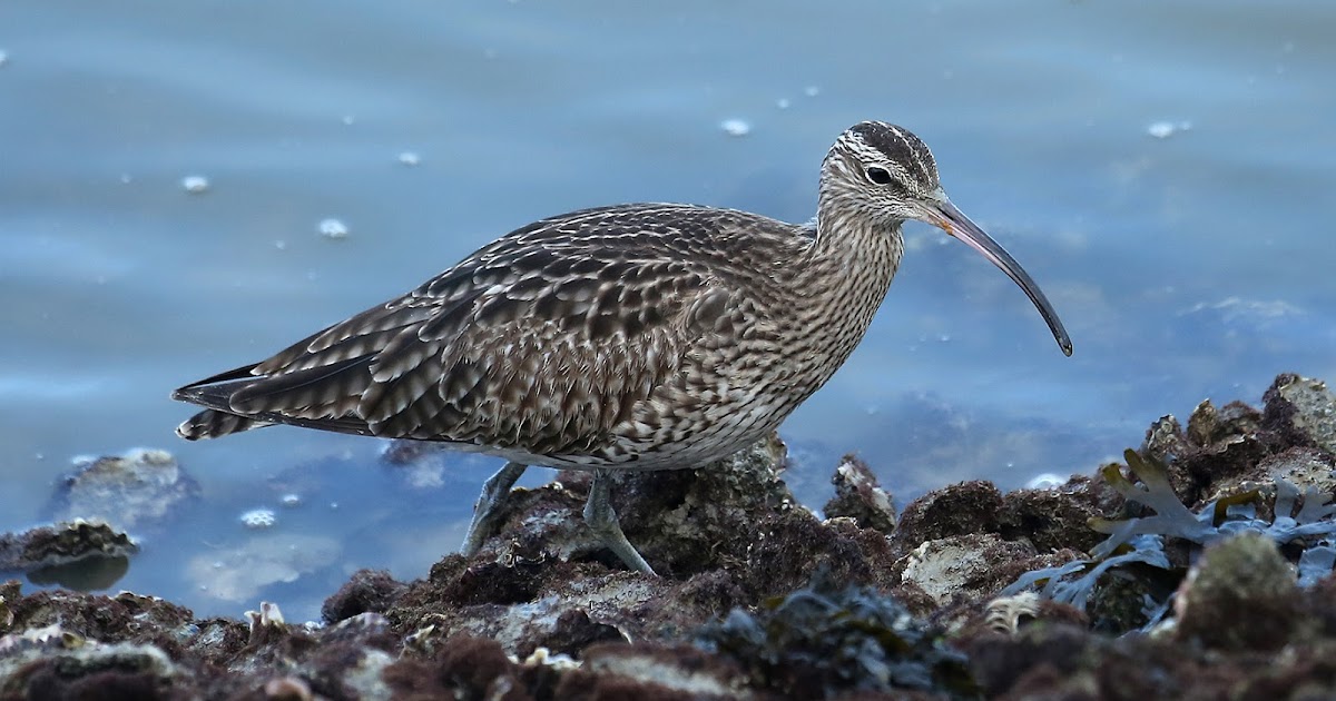 Peter De Craene Natuurfotografie: Wulp en regenwulp in Nieuwpoort
