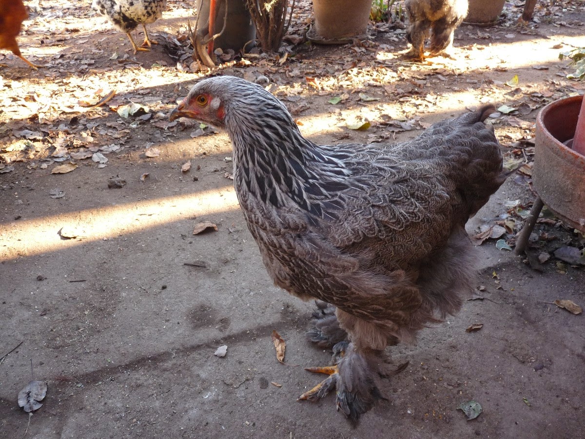 Naturaleza y Medio Ambiente: Razas de gallinas: Brahma Gigante de la India