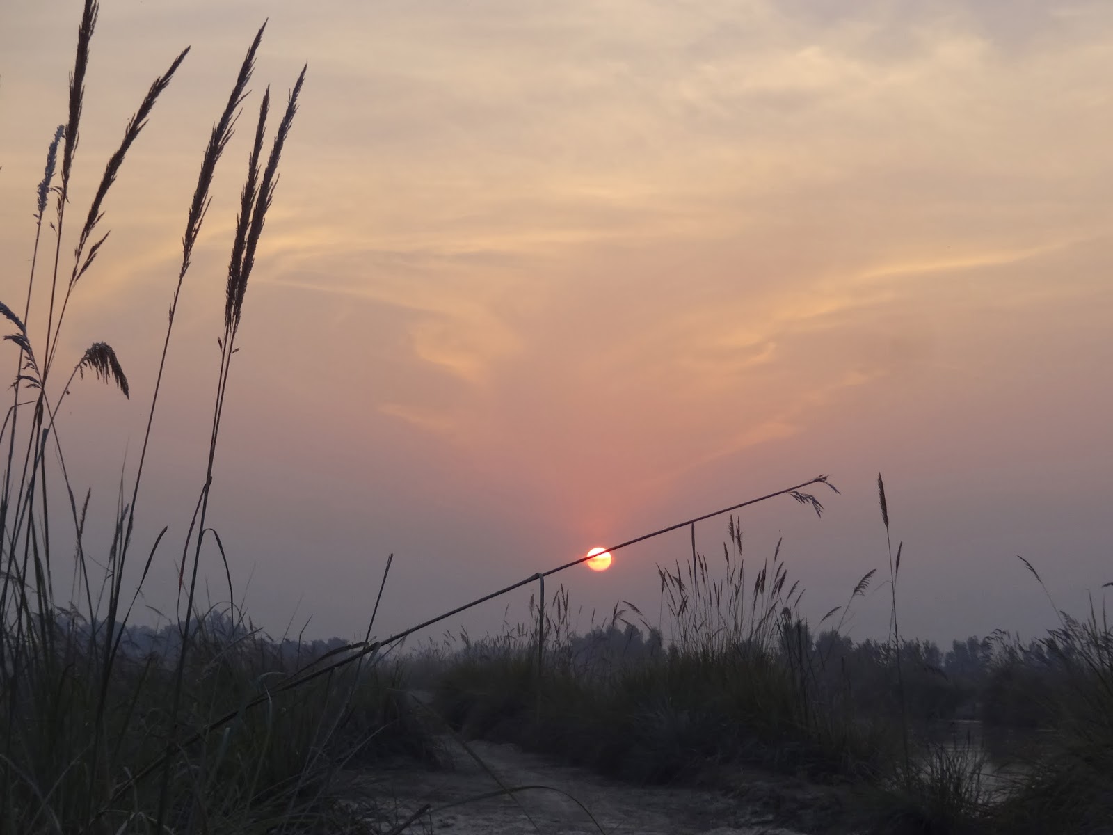 Plants of Lahore - Pakistan: Saccharum munja- Sarkanda/ kana add ...