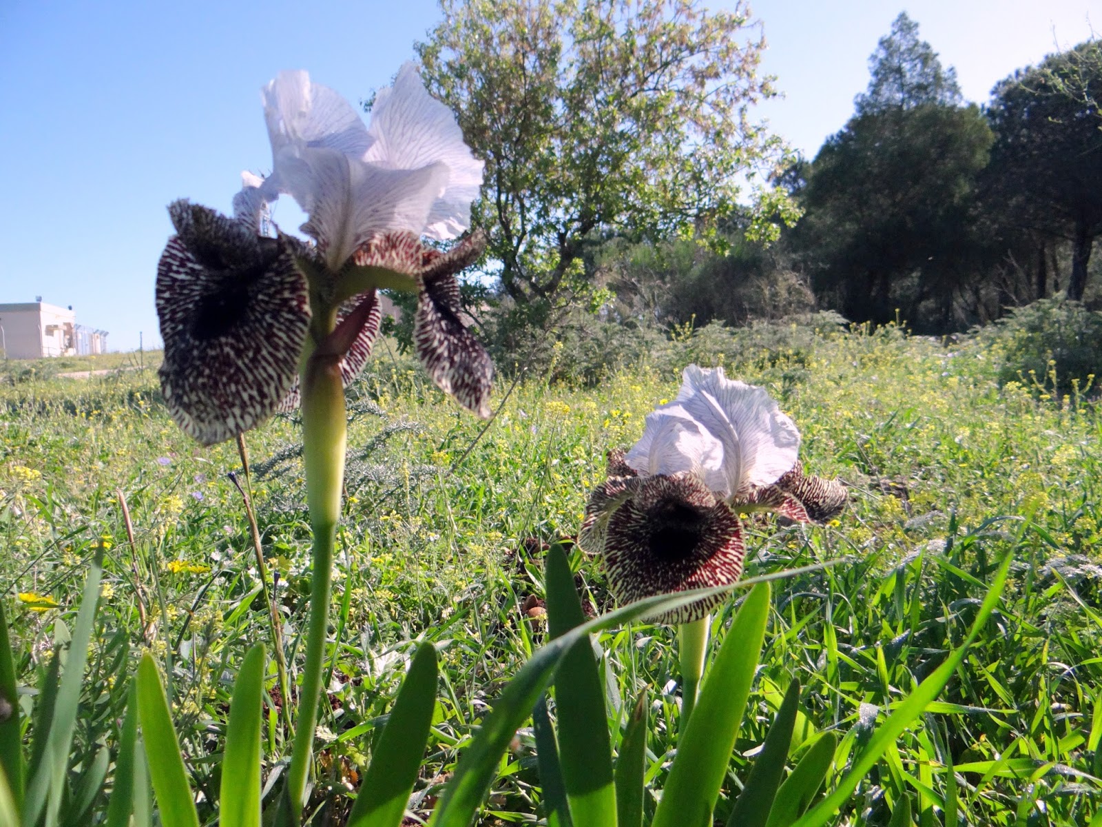 PazzaPazza: WILD IRIS - IRIS NAZARETH