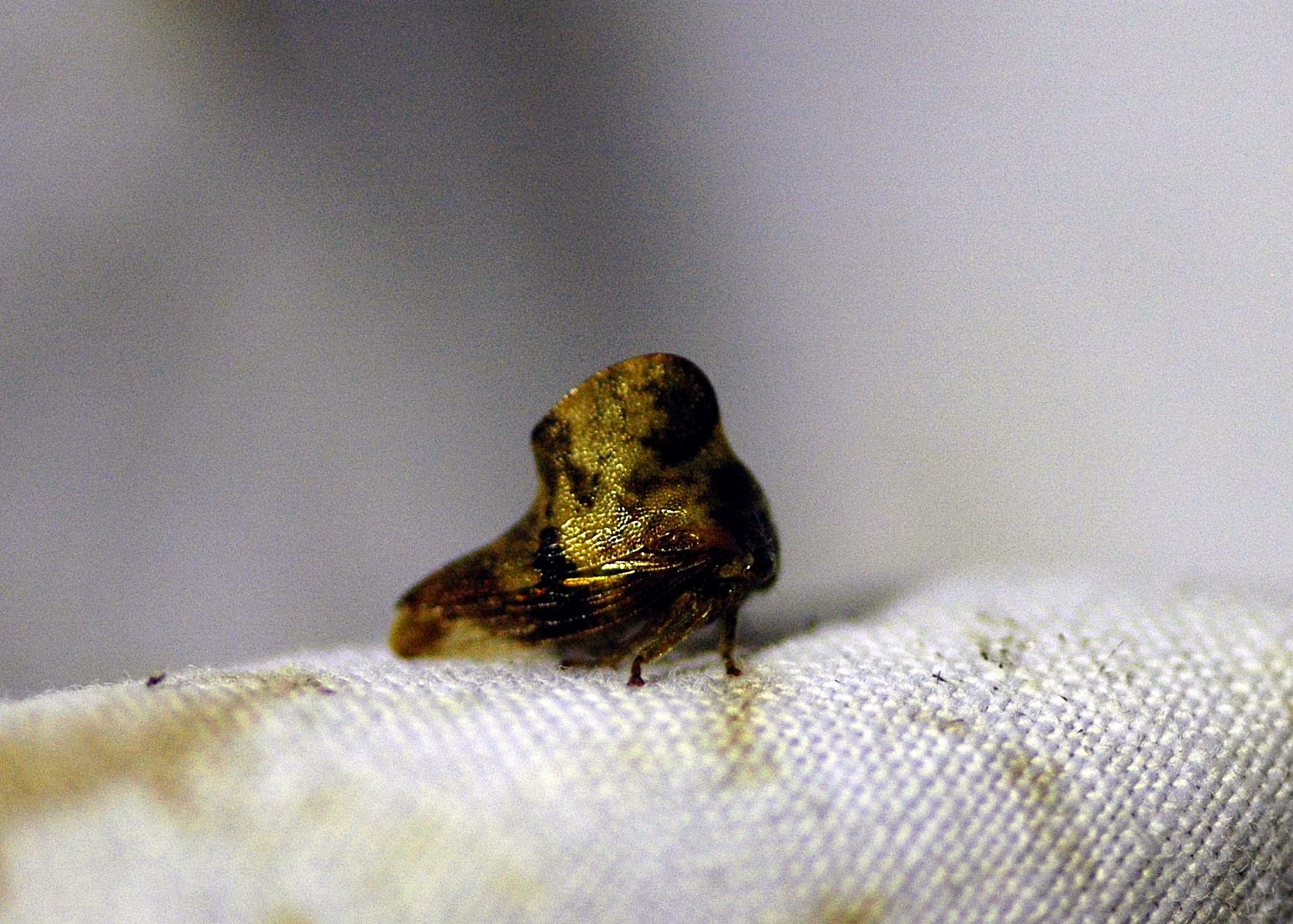 Field Biology in Southeastern Ohio: Homoptera Insects