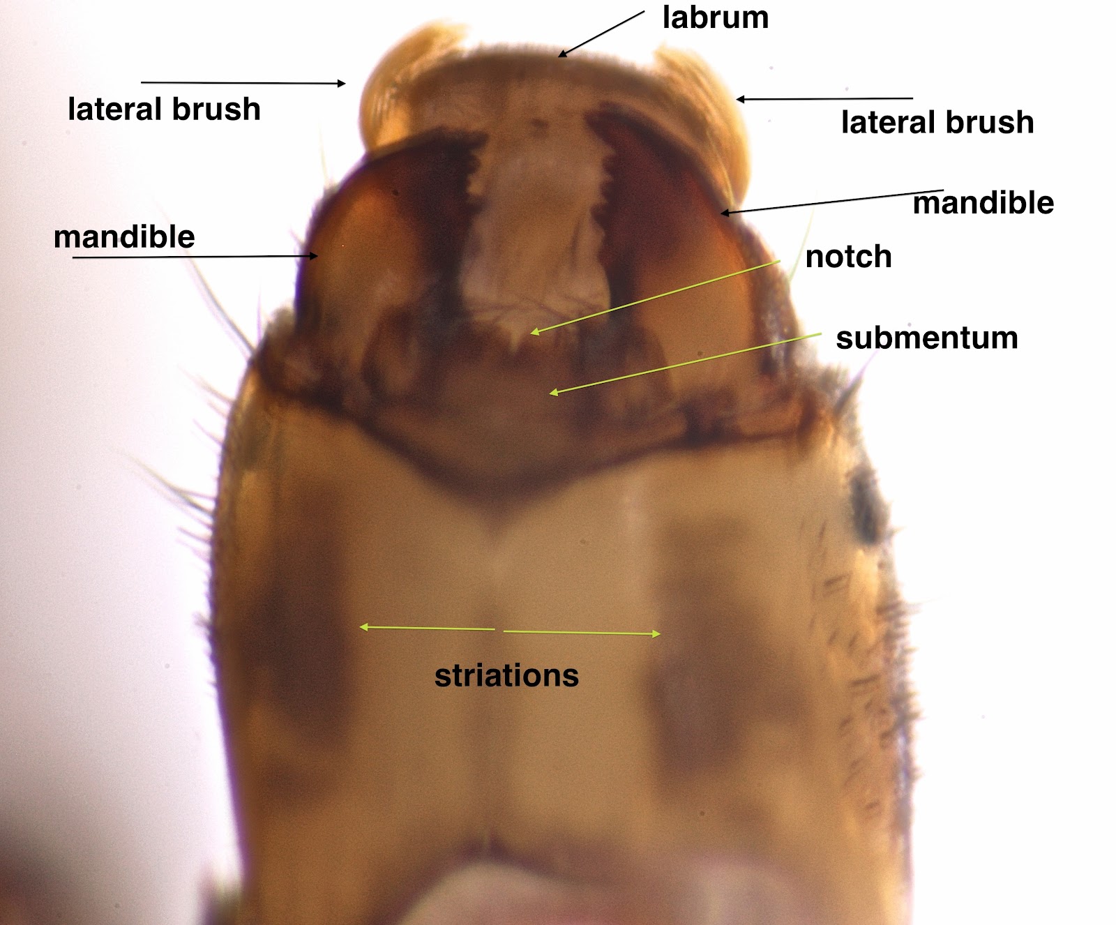 Aquatic Insects of Central Virginia: Ceratopsyche sparna/Hydropsyche ...