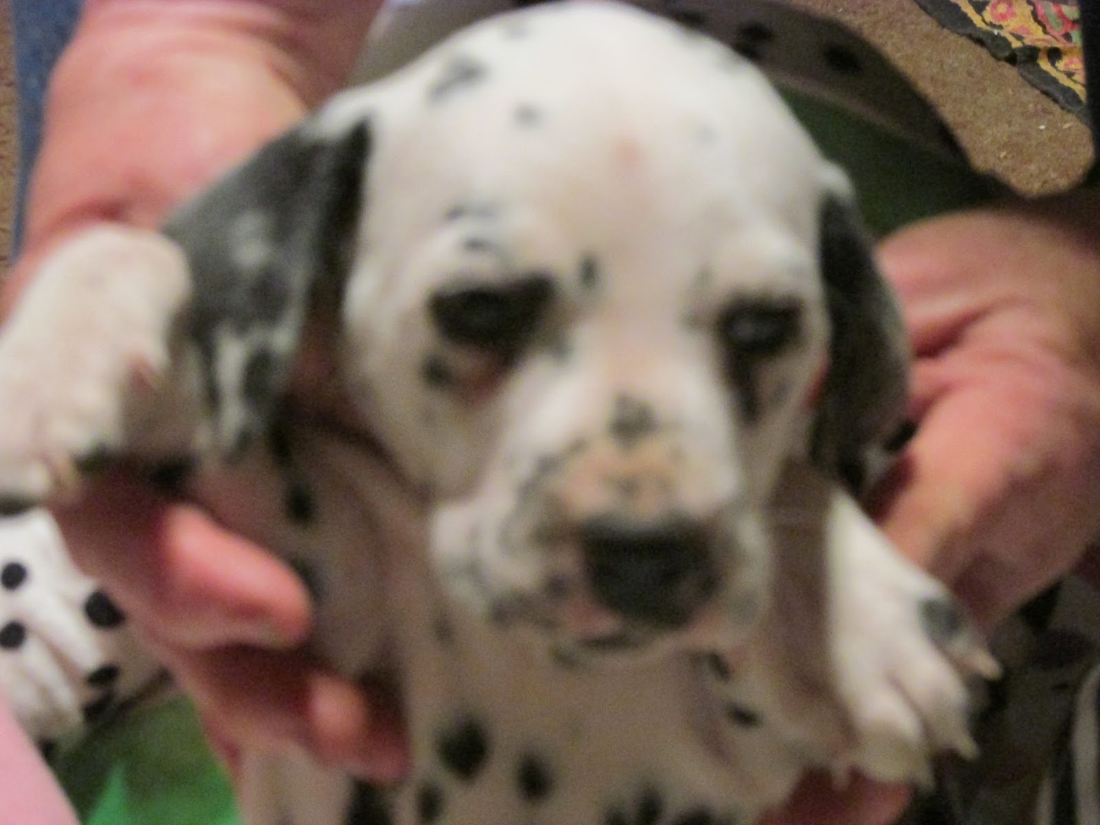 LRG Farm: Goats, Dalmatians, and Pugs.: Dalmatian puppies - Three are ...