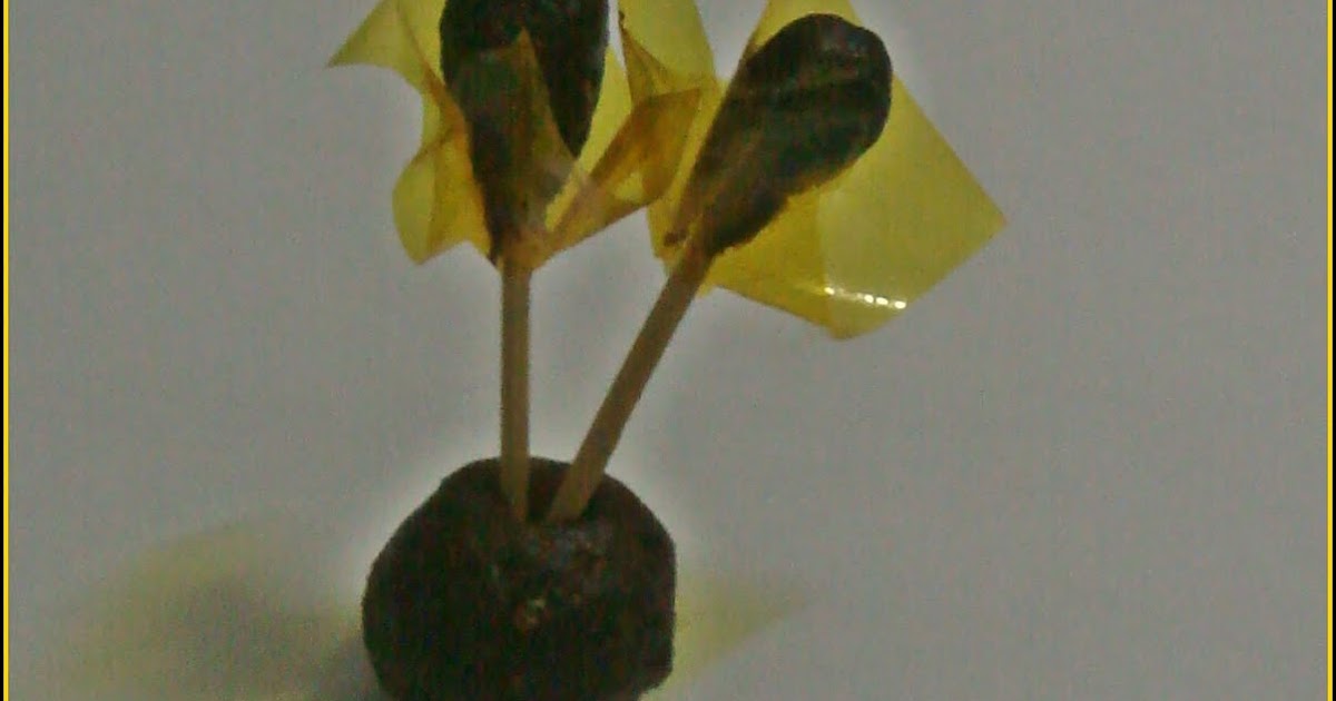 Taste of Mysore: Kuttundi ~ Sour n Sweet tamarind candy