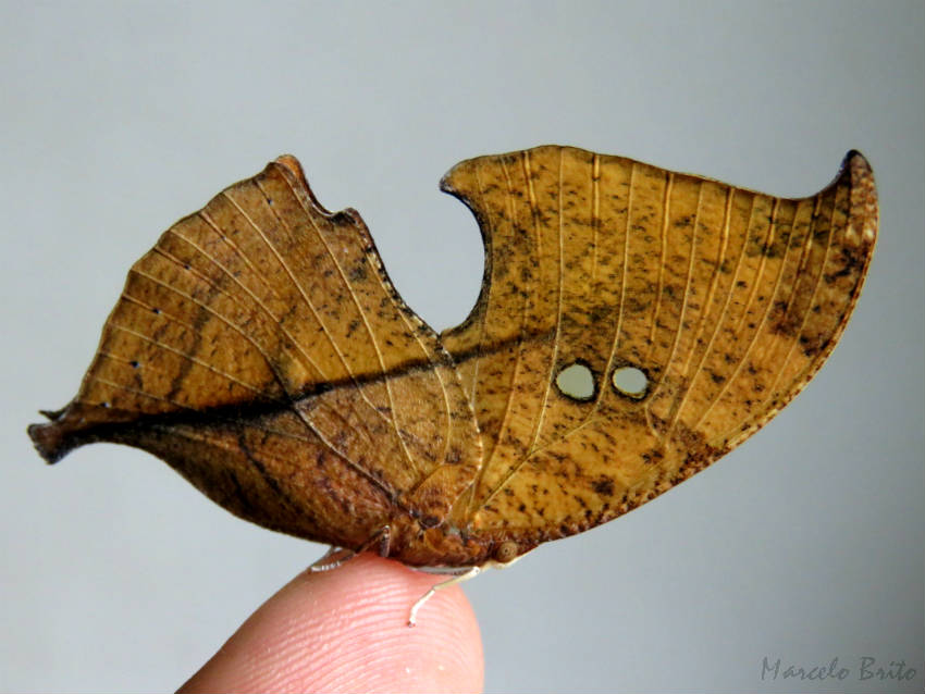 Zaretis isidora – Wikipédia, a enciclopédia livre