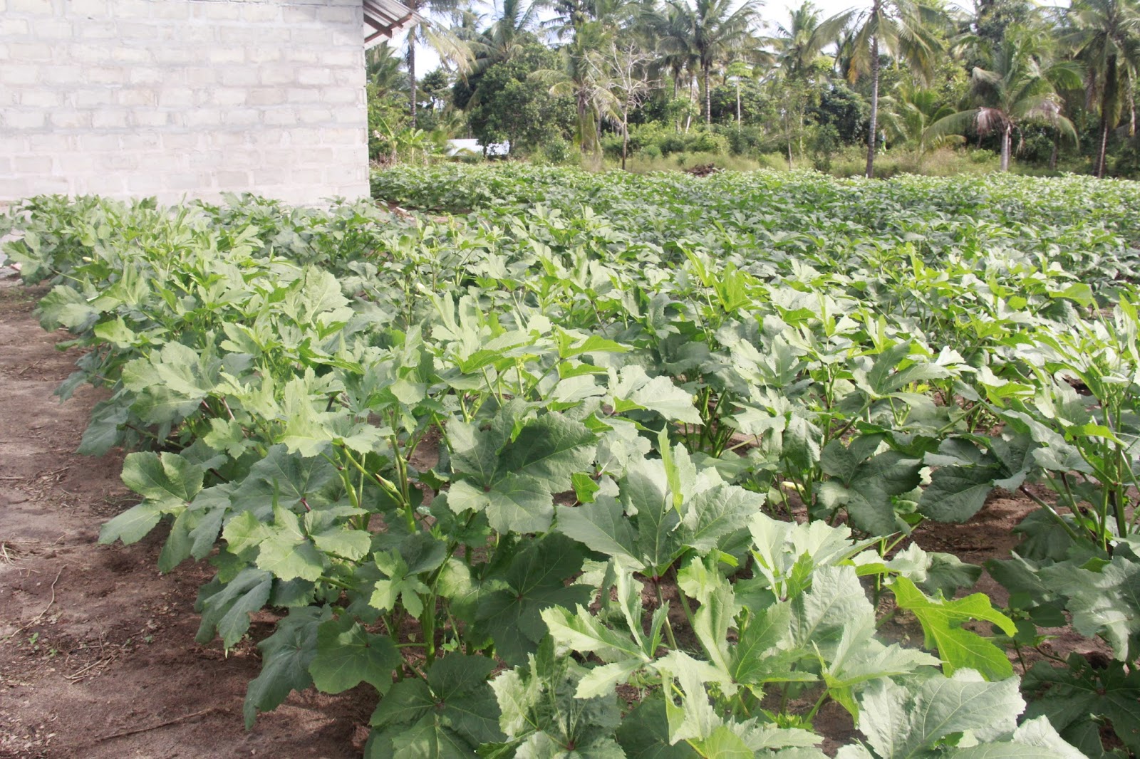 Bamia ni Zaidi Ya Mboga - Meshack Maganga