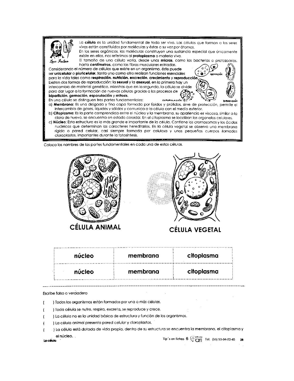 Partes de la célula, Comprensión lectora, Ciencia natural