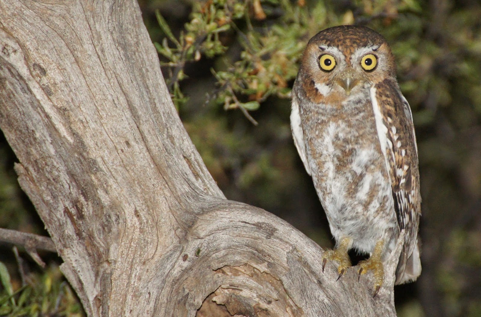Tommy D's Birding Expeditions: Owling Arizona: 15 Ways to Become Better ...