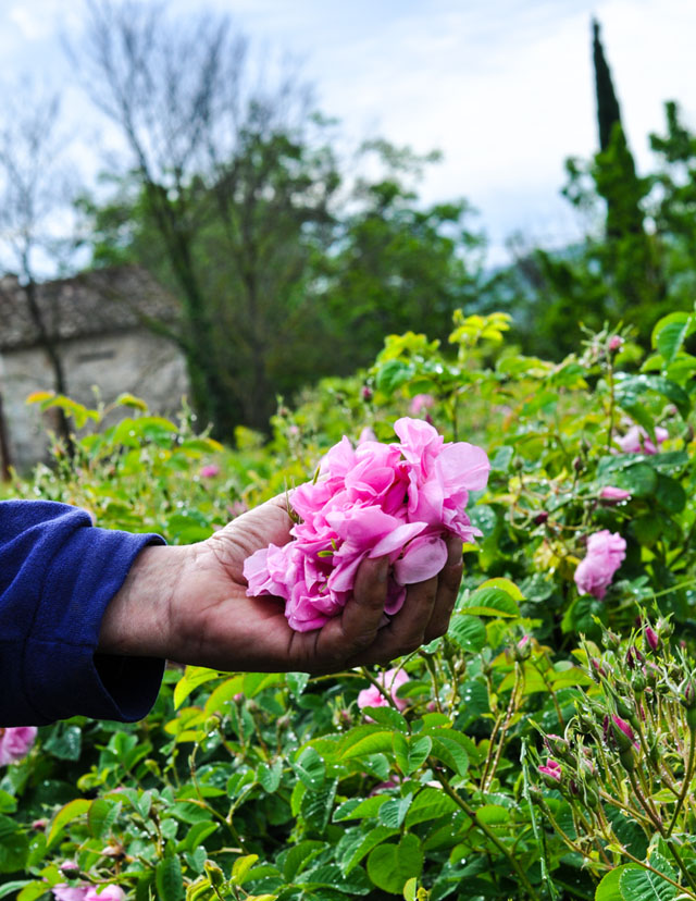 Handpicking the Rose Centifolia in Grasse, France – Emily Jane Johnston