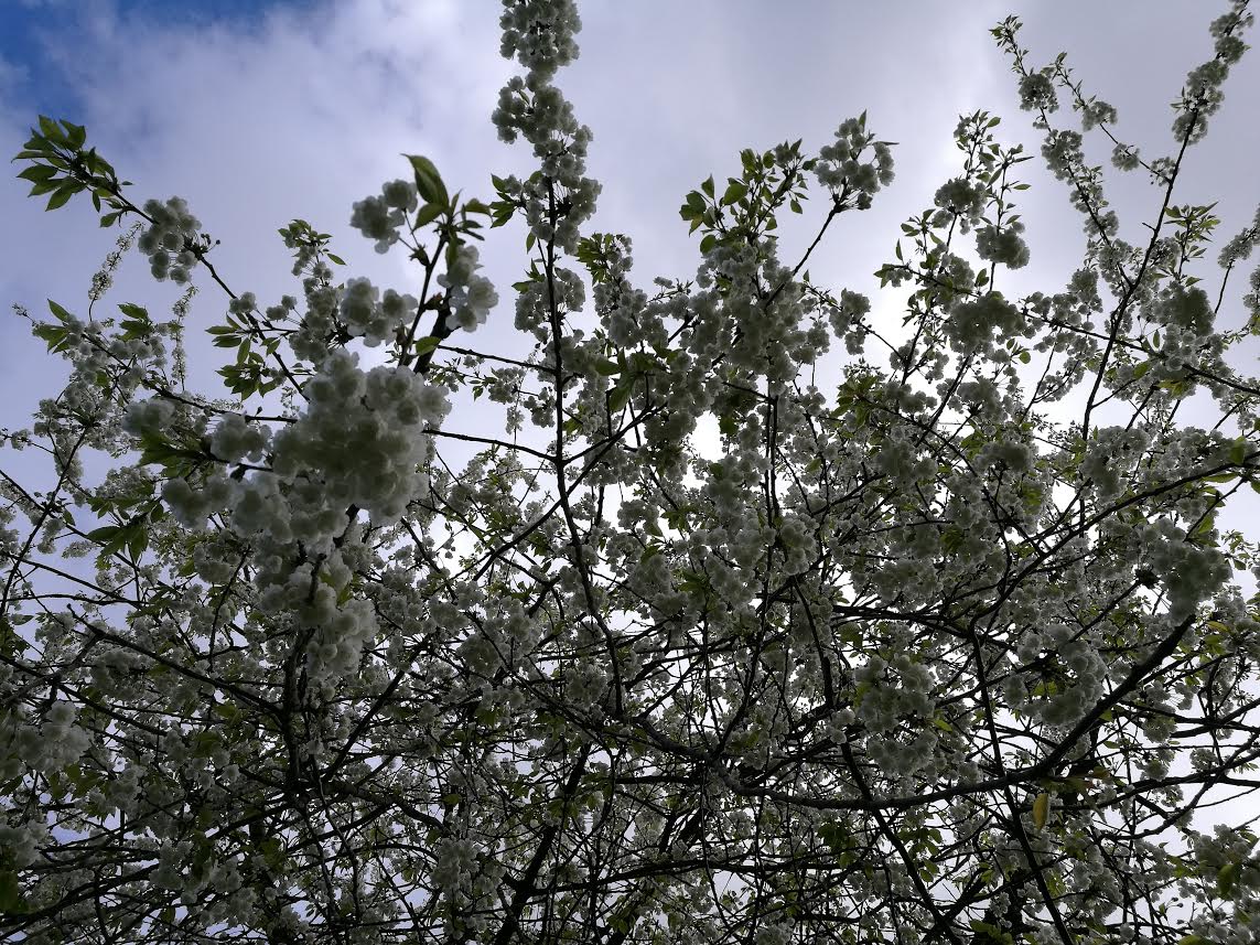 The Big Wobble : Photo of the day: More April tree bloom