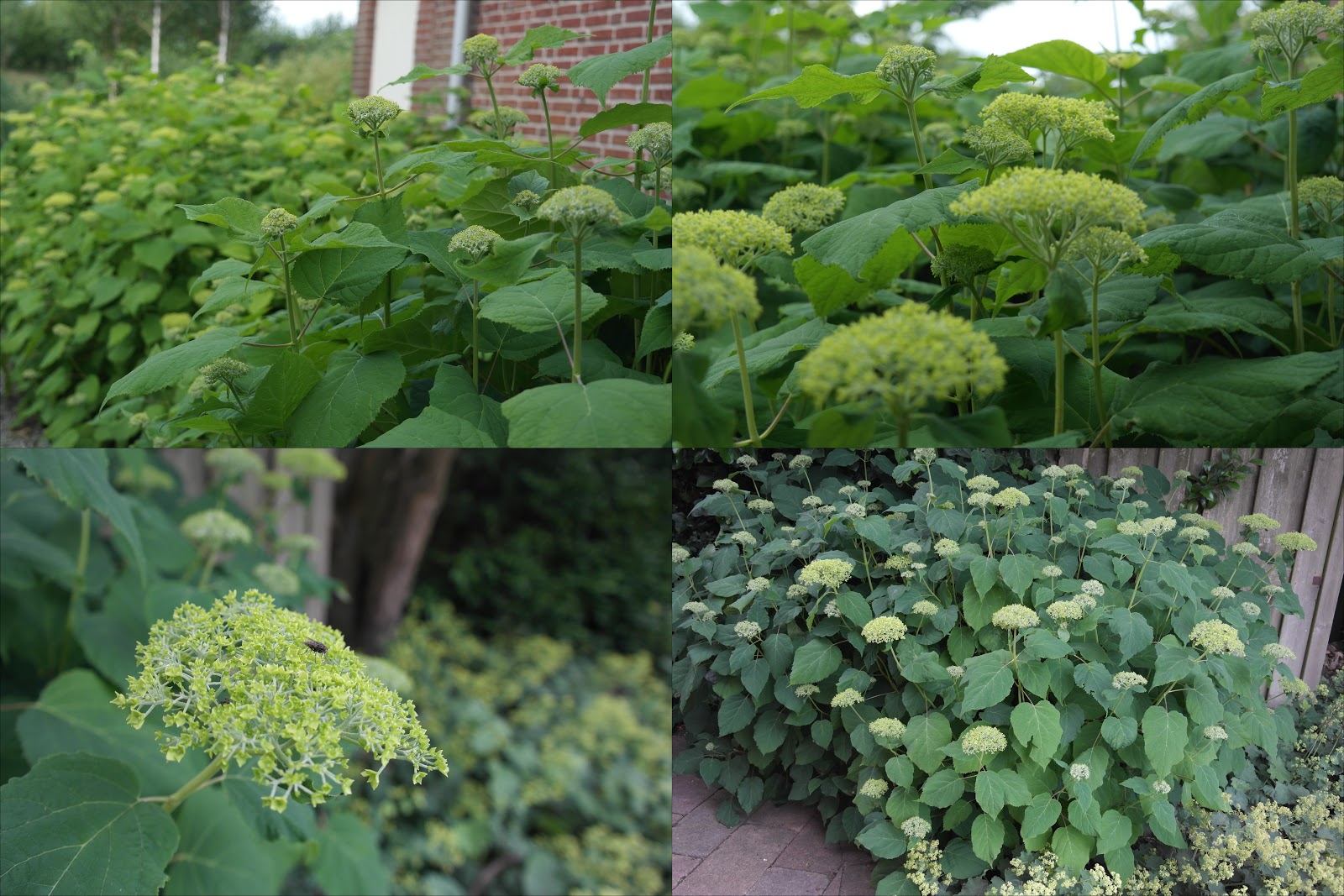 Hydrangea-Hortensia si bunga seribu/panca warna - Yunia Bali Exclusive