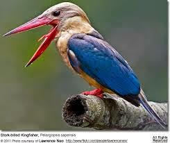 D-Web Garden Blog: What's the best bird in YOUR opinion