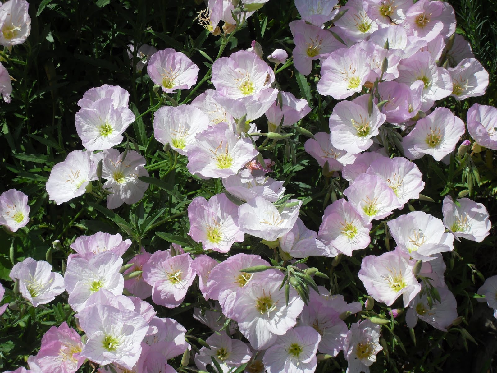 Heart Song: Mexican Primrose