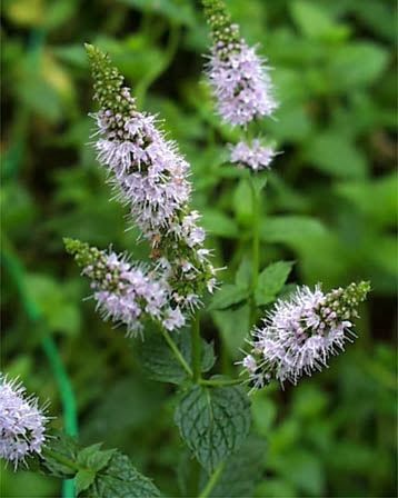 Mi farmacia de aceites: PEPPERMINT (Menta Piperita)