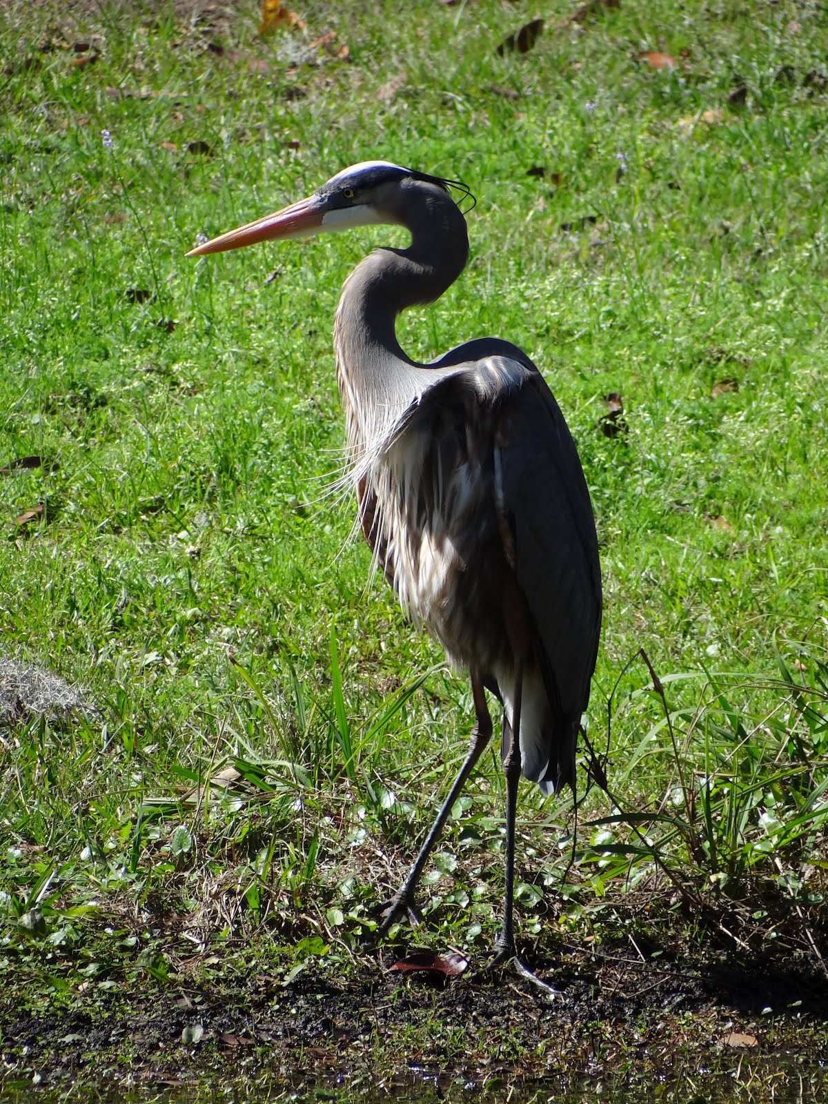 Feathers And Beaks: Great Blue Heron