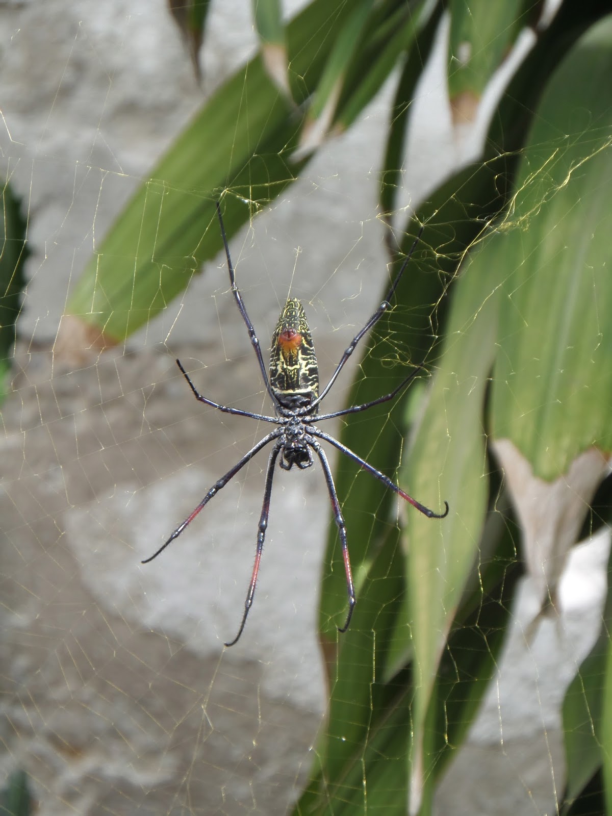 Rindi's Musings: Spiders in Tanzania