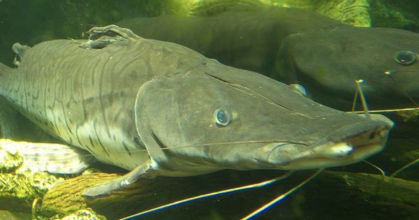 Animales Exoticos: Informacion del Bagre