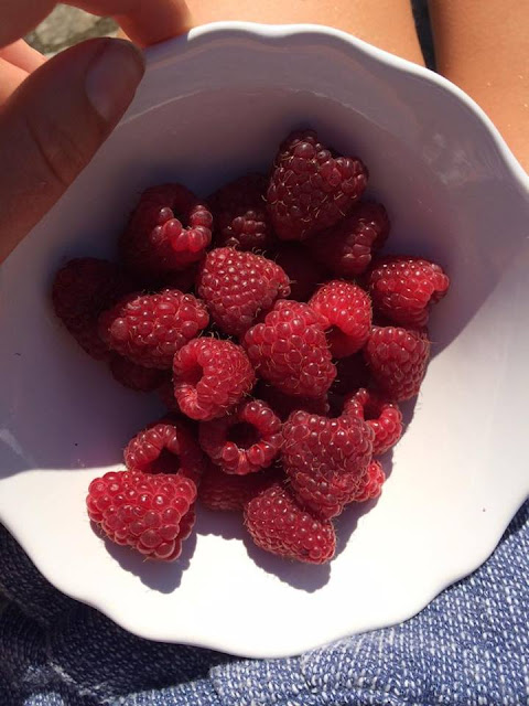 Another year with our allotment.. - Roses and Rolltops