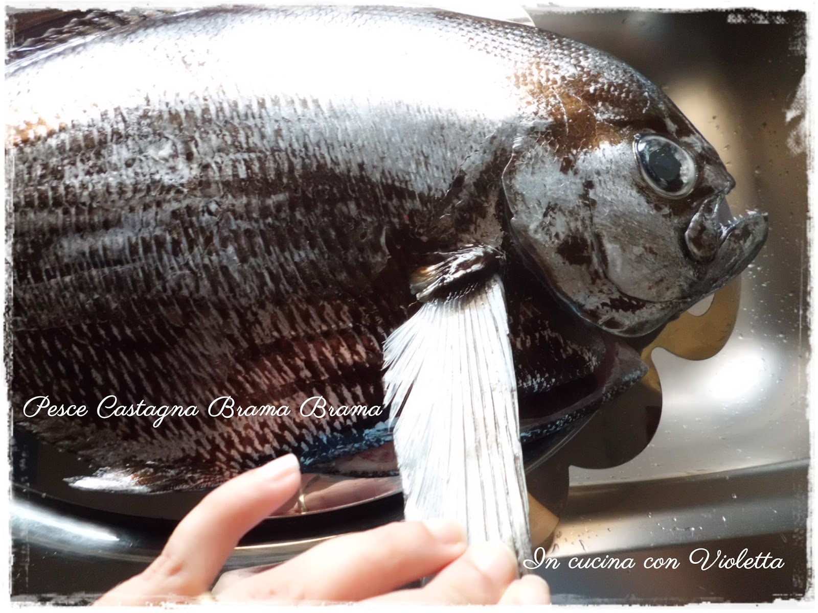 In Cucina Con Violetta: Farfalle con Pesce Castagna Brama Brama