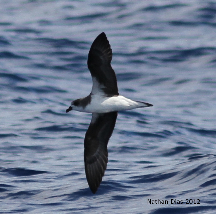 Seabirding: Recent Fea's Petrel Sightings