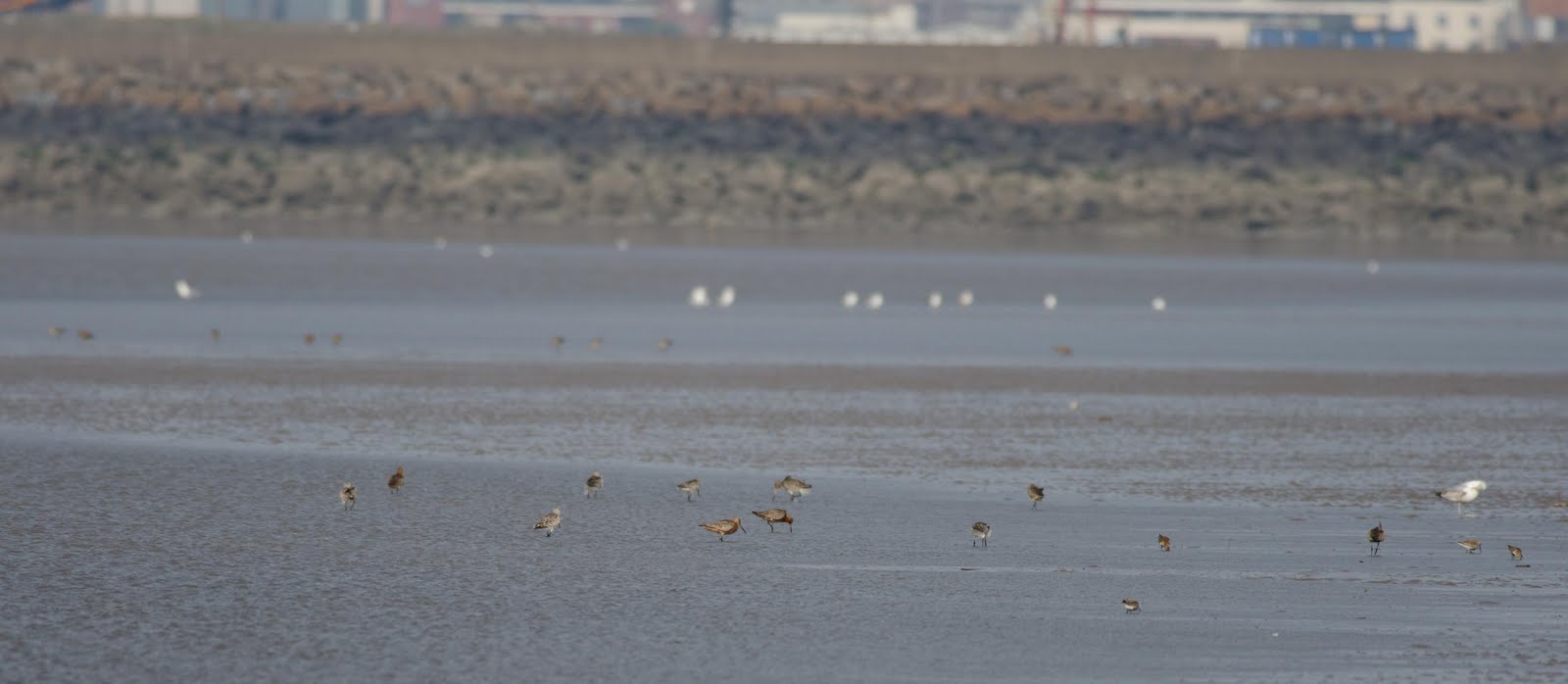 Gower Wildlife: Wader watching at Crymlyn Burrows
