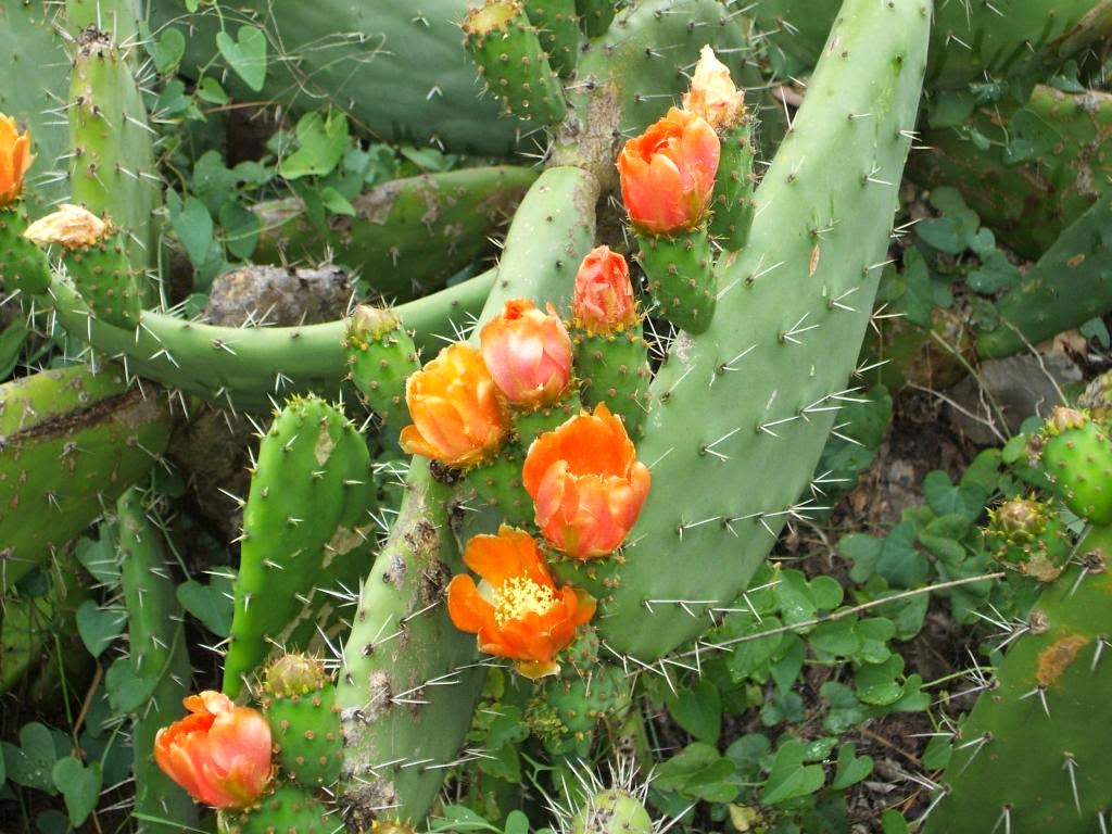 Koleksi Tanaman Hias: Bunga Kaktus (Cactus Flowers)-part1