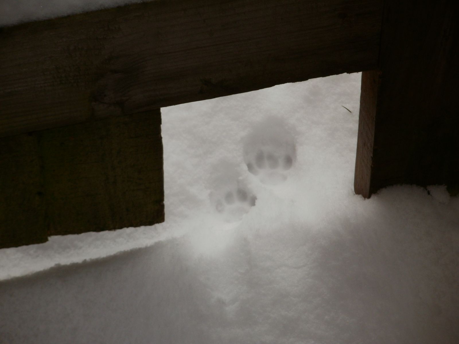 Mark's Veg Plot: Photos