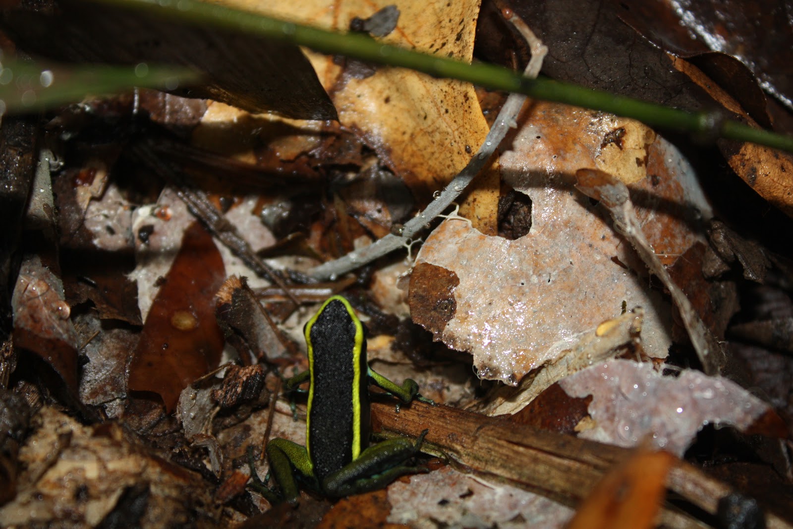Poetry for Kids Joy: Poison Dart Frog